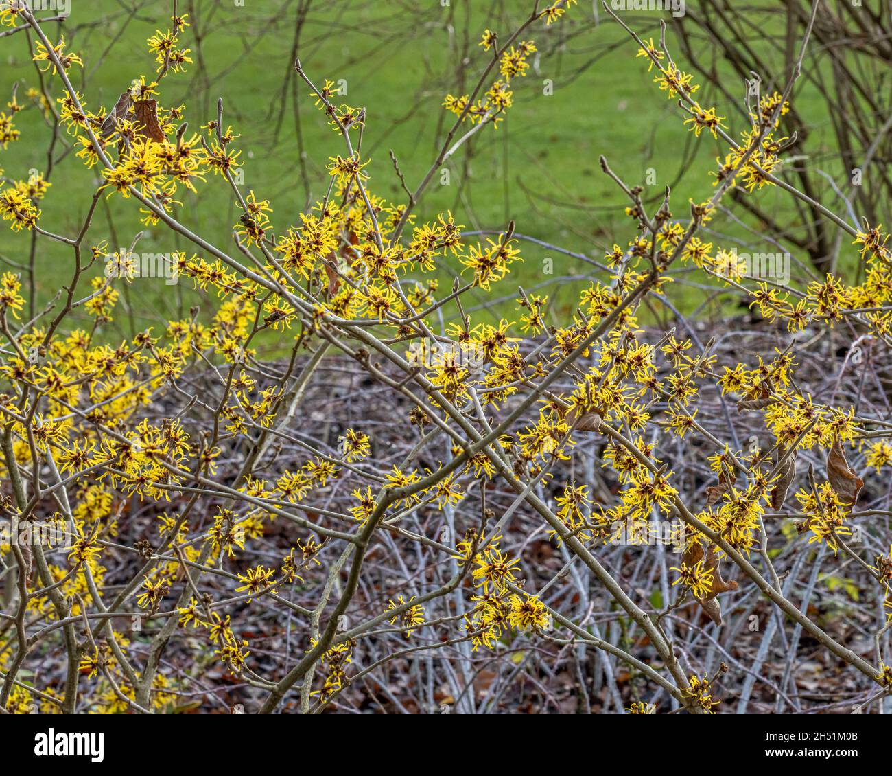 A large group of bright yellow Hamamelis mollis Jermyns Gold flowers in ...