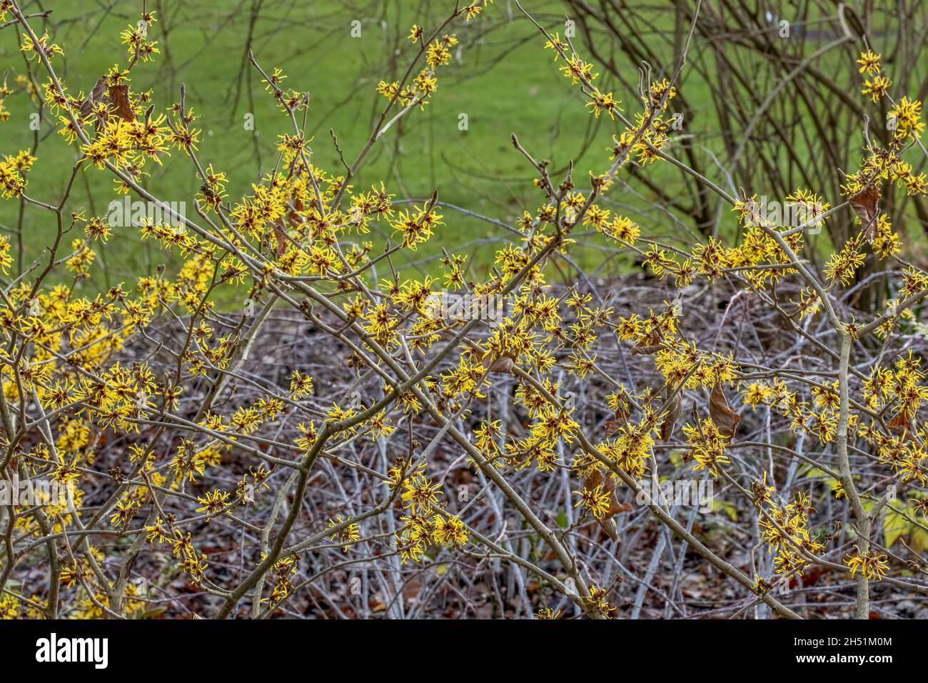 Hamamelis mollis ‘jermyns gold’ hi-res stock photography and images - Alamy