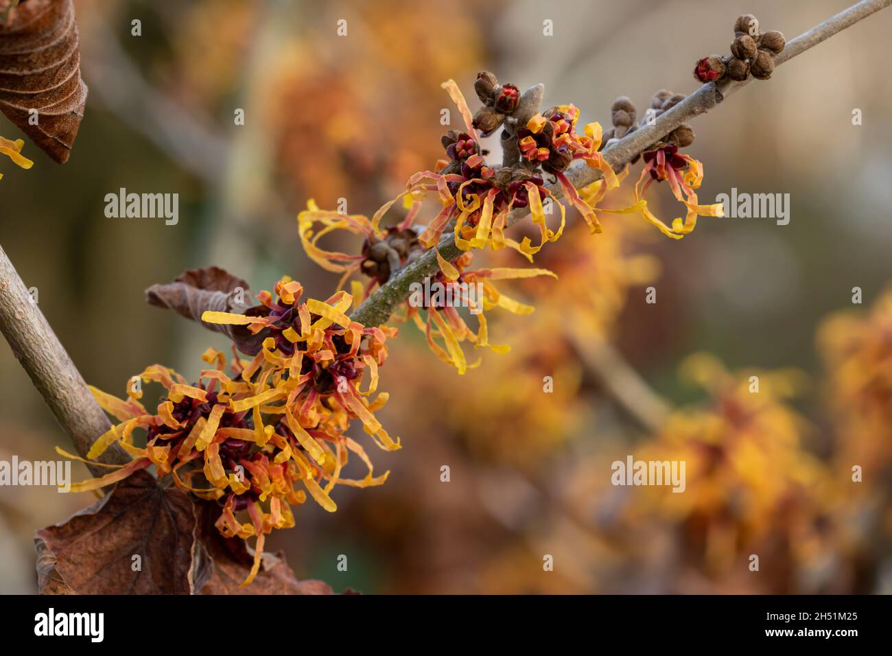 Branch full of Hamamelis x intermedia Harry flowers in winter Stock ...
