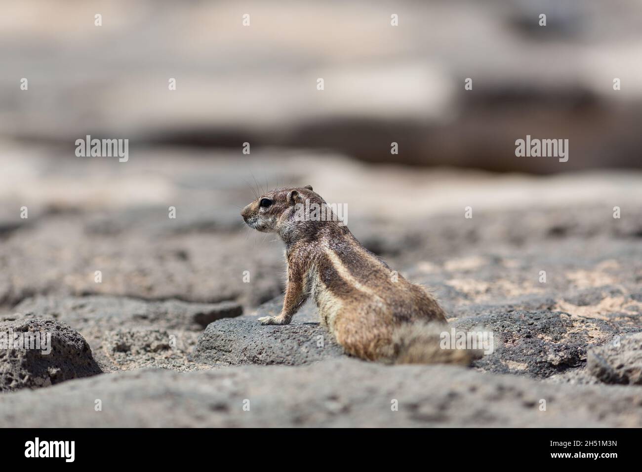 Domestic chipmunk hi-res stock photography and images - Alamy