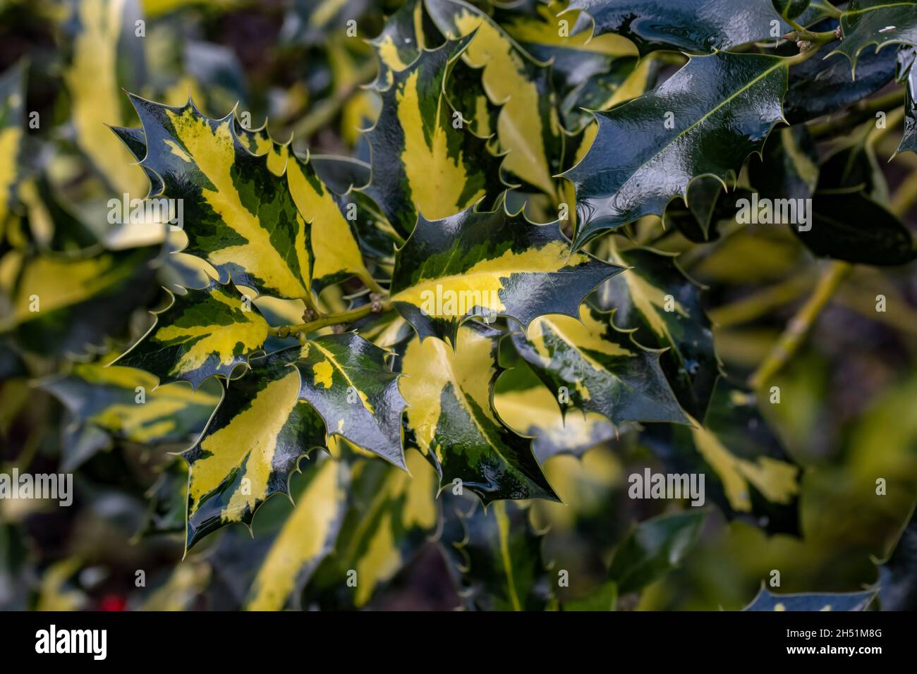 Striking variegated green and gold Ilex aquifolium Northern Lights ...