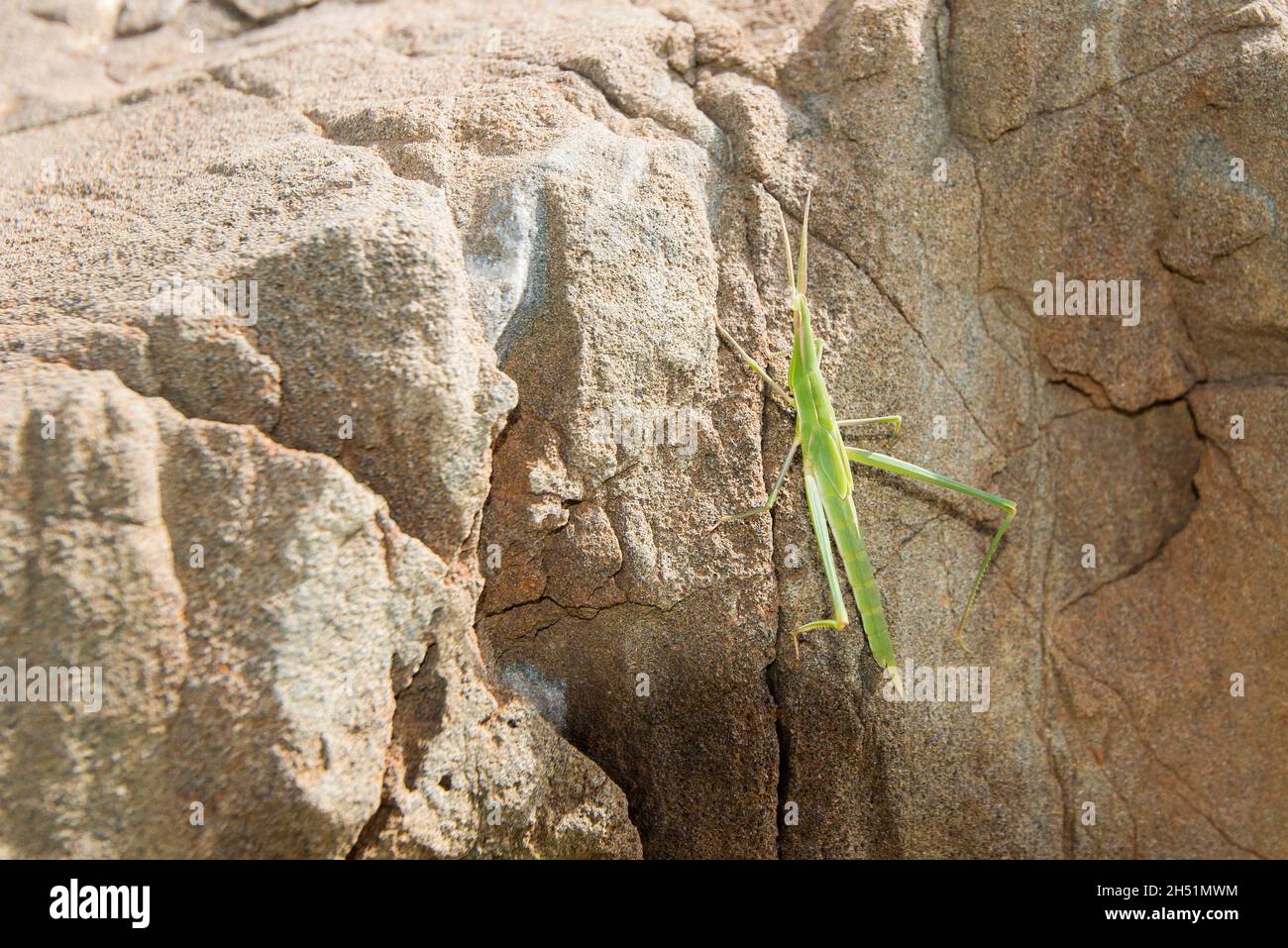 Common Cone-headed Grasshopper (Acrida ungarica) climbing on a rock ...