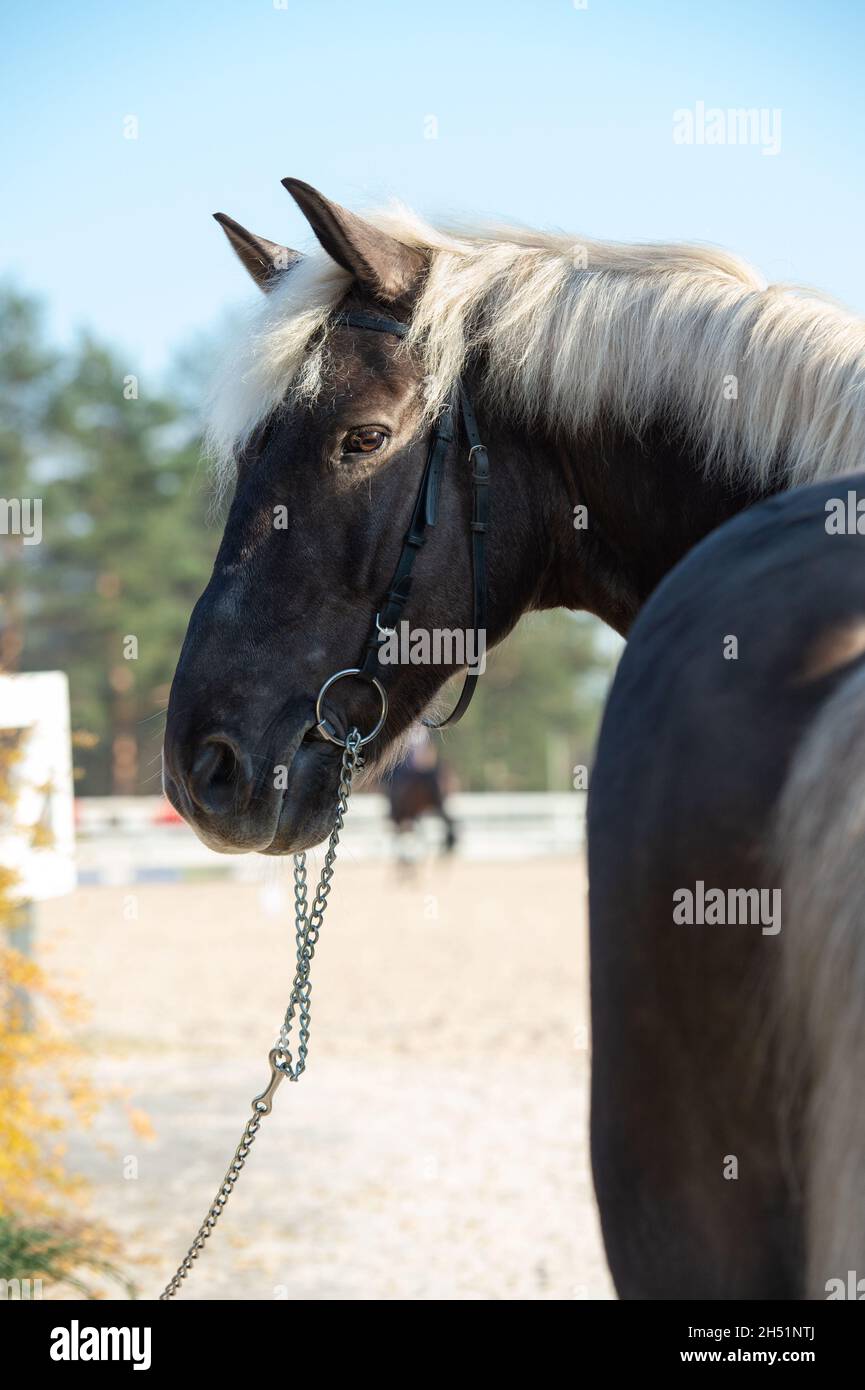 Equine Manege High Resolution Stock Photography and Images - Alamy
