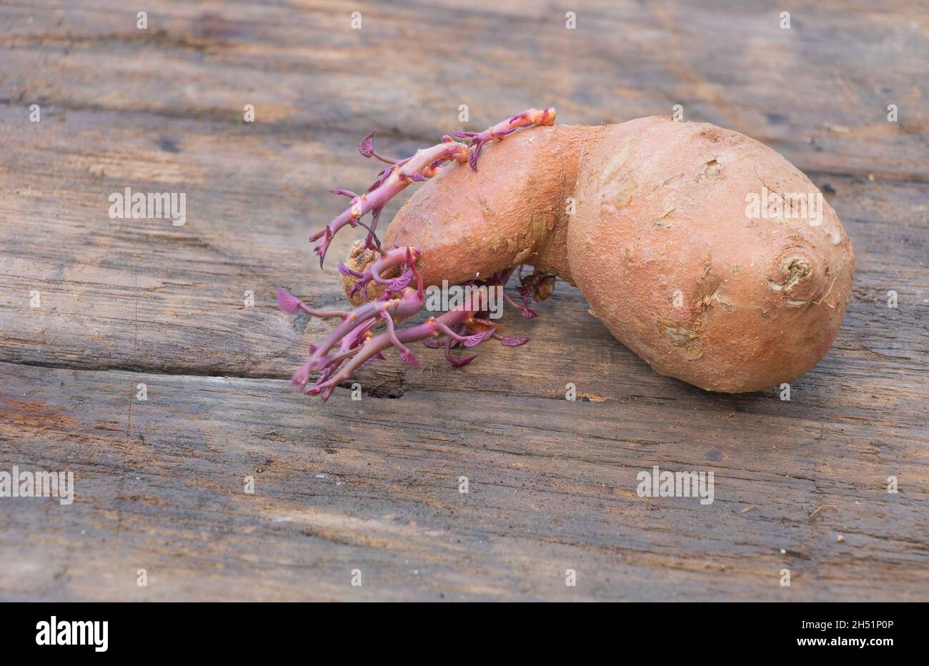 Sweet potato sprouted and growing new shoots - on a wooden background ...