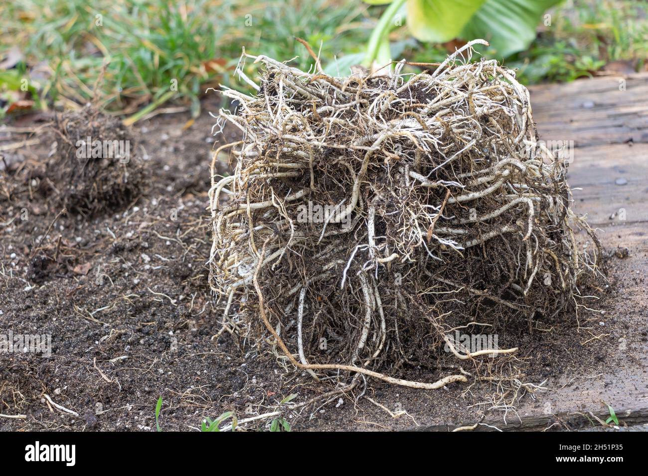 The root system on the Cala zantedeschia plant close up - In process of ...