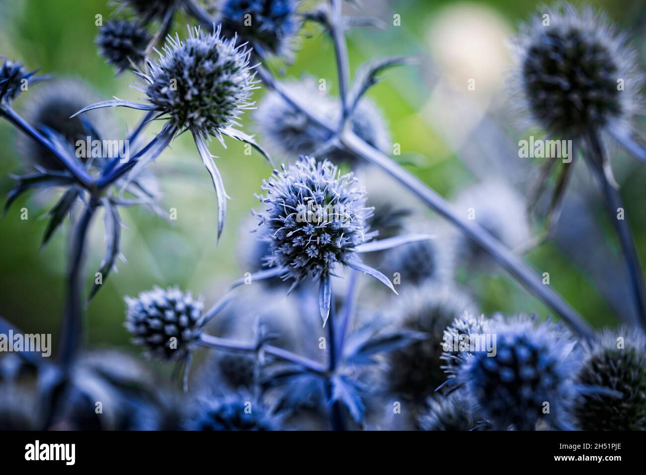 Blue flowers, stems and leaves of thorny plant Eryngium planum, or the ...