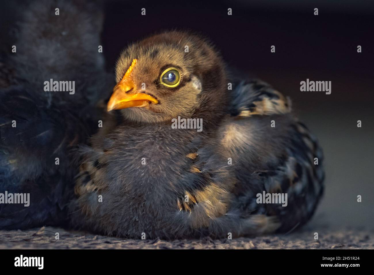 Adorable chicken baby hi-res stock photography and images - Alamy