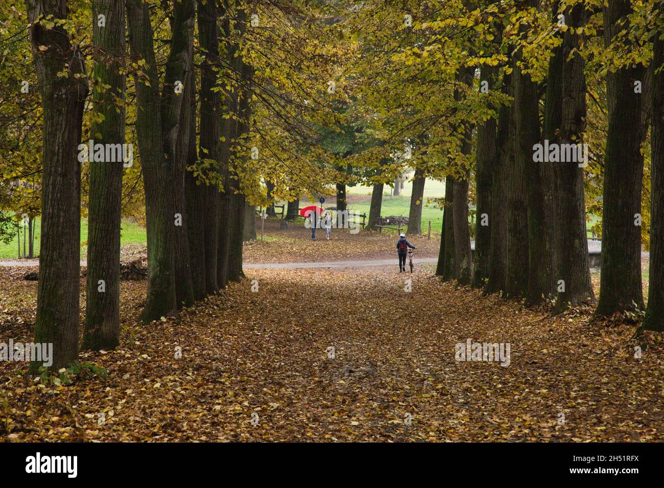Walk along path among trees hi-res stock photography and images - Alamy