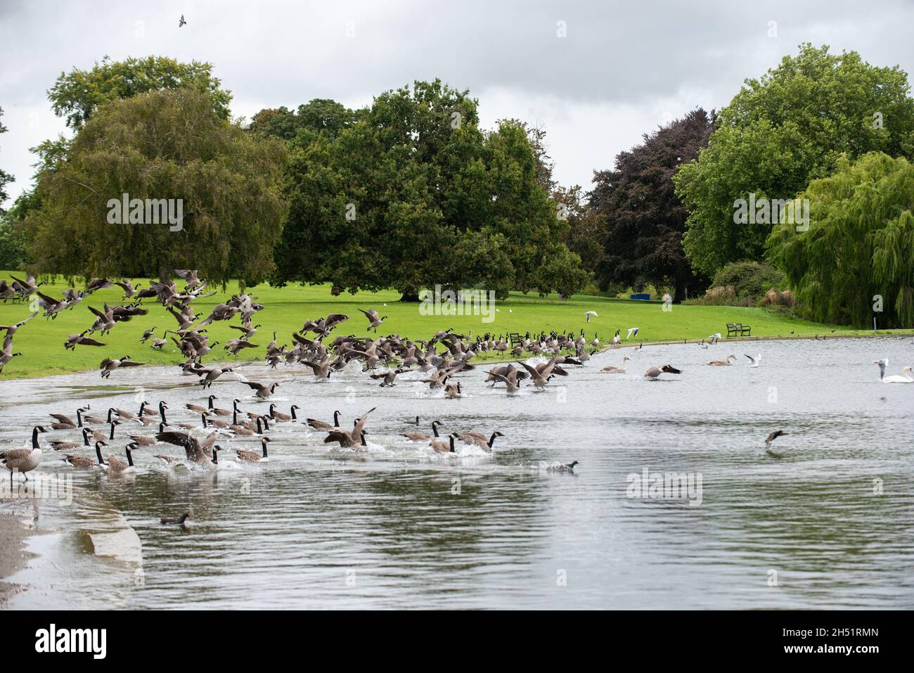 Chaos goose hi-res stock photography and images - Alamy
