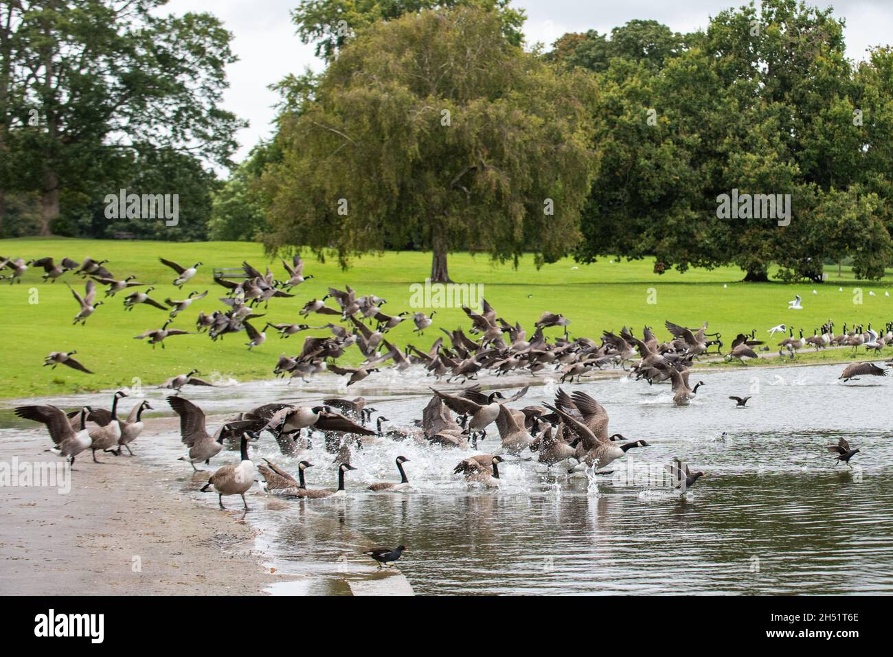 Geese flying and landing together with a lot of water splashing into a ...