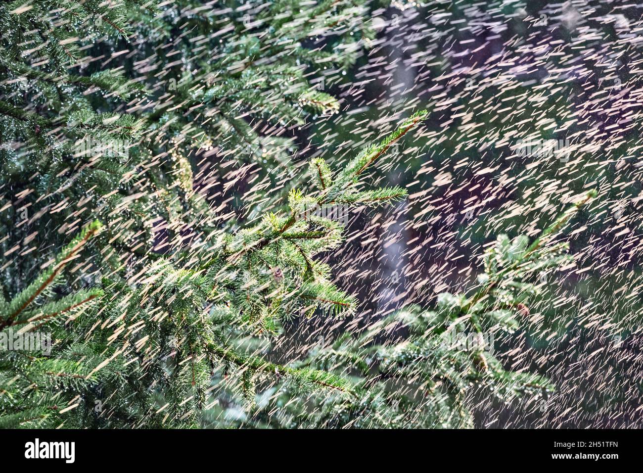 Fir tree garden under rain hi-res stock photography and images - Alamy