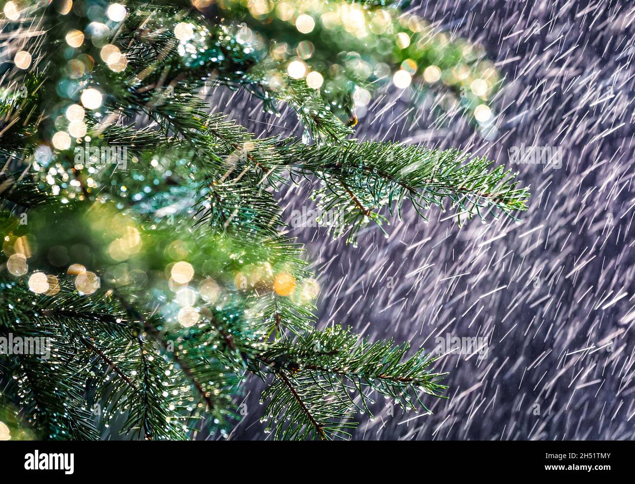 Spruce fir tree branch under a heavy rain shower with waterdrops in the ...