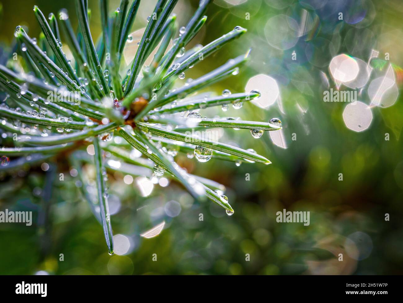 Fir tree garden under rain hi-res stock photography and images - Alamy