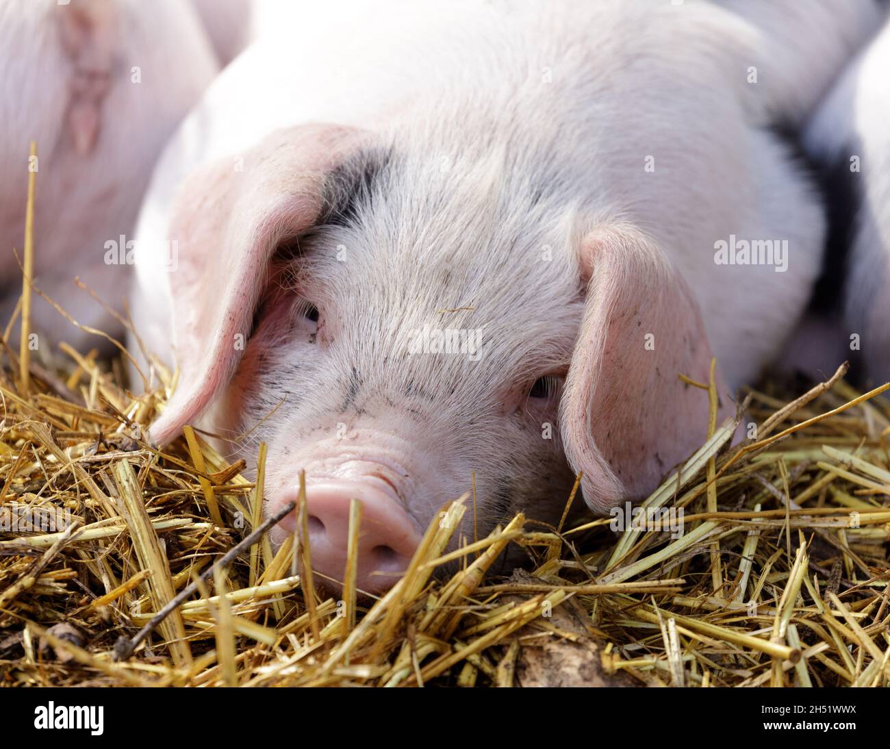 Piglet lying down hi-res stock photography and images - Alamy