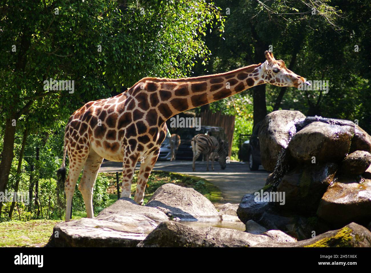 Taman indonesia zoo hi-res stock photography and images - Alamy