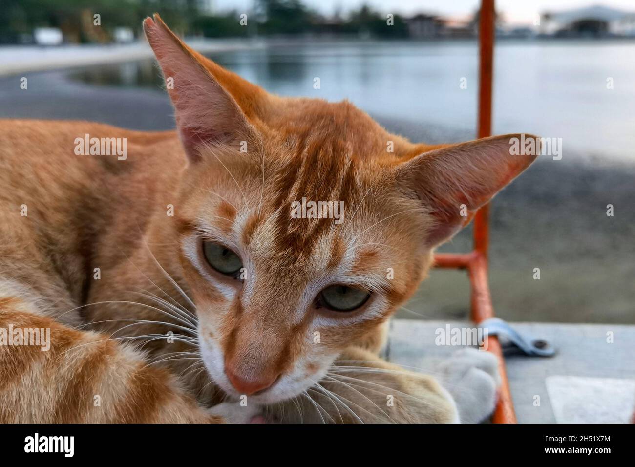 Cat at the Beach, Jakarta, Indonesia Stock Photo - Alamy