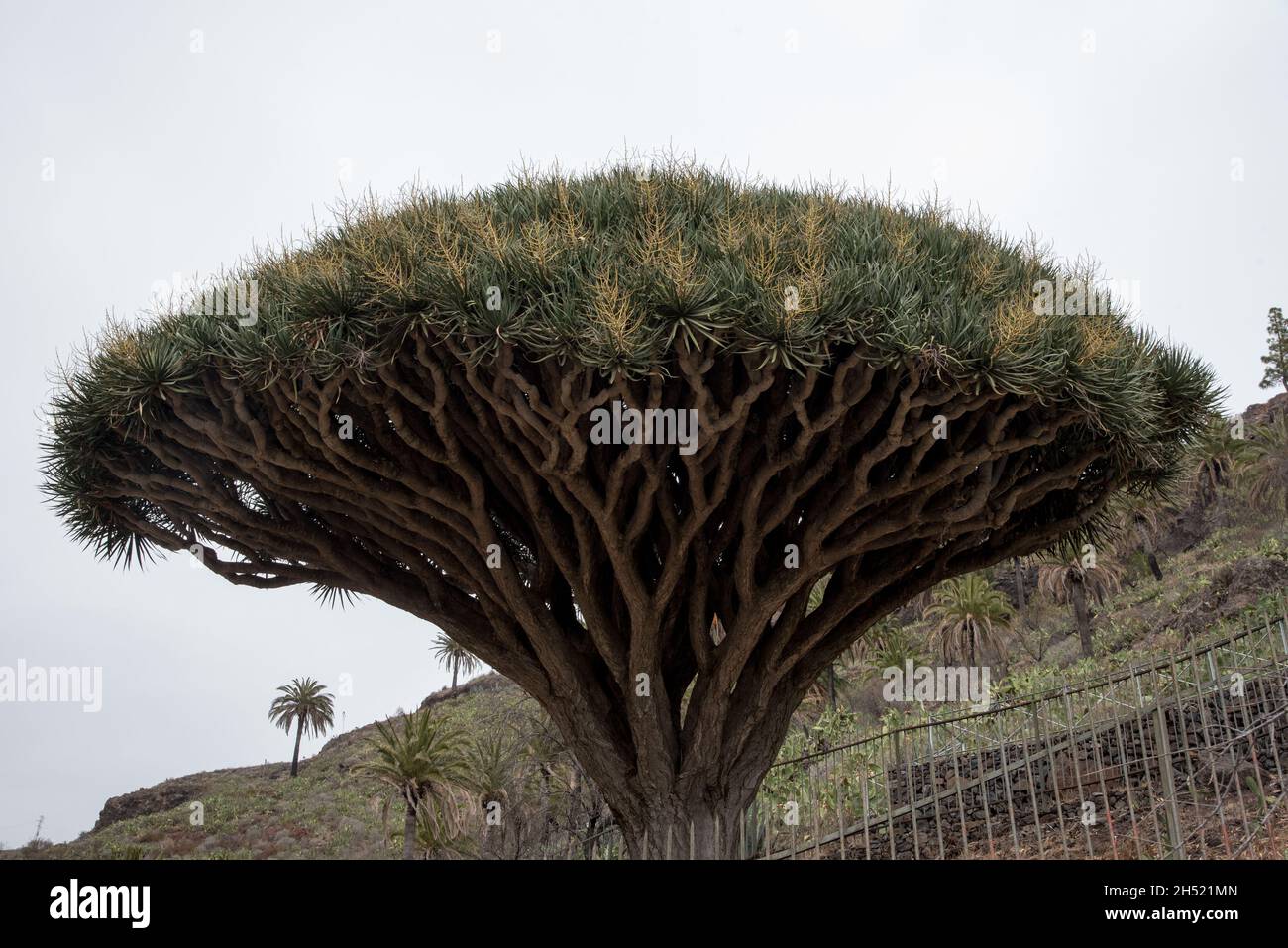Canary Islands Dragon Trees are native to La Palma, Teneriffa, Gran ...