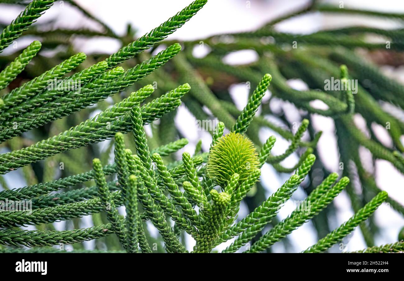 Close up of female cone on branch of evergreen coniferous tree ...
