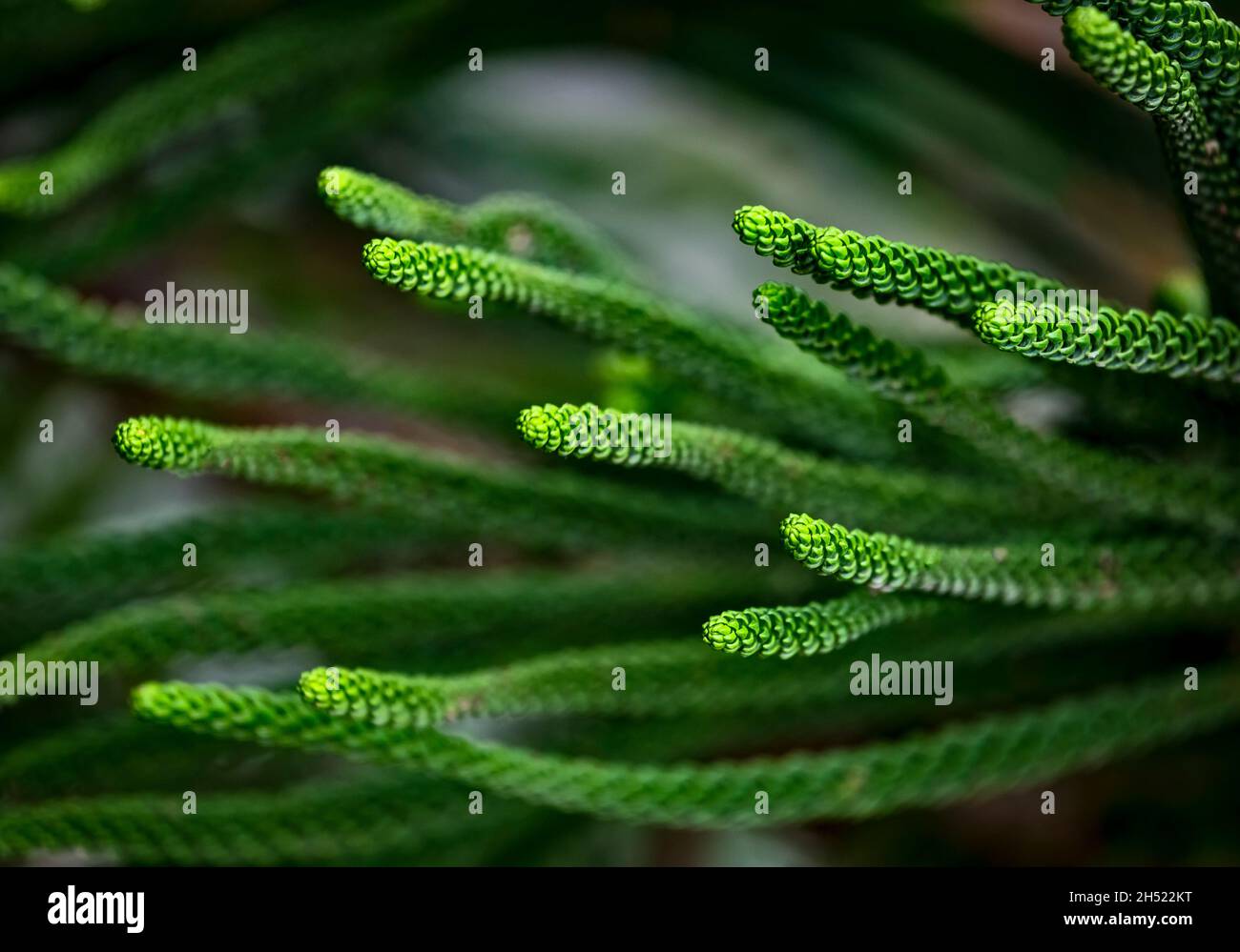 Close up of branch of evergreen coniferous tree Araucaria columnaris ...