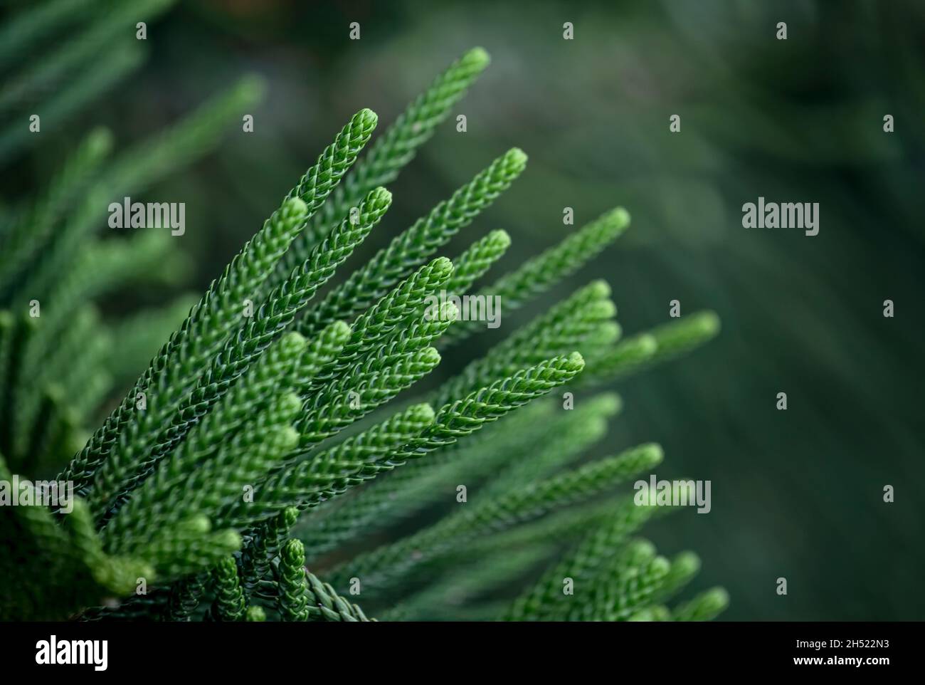 Close up of branch of evergreen coniferous tree Araucaria columnaris ...