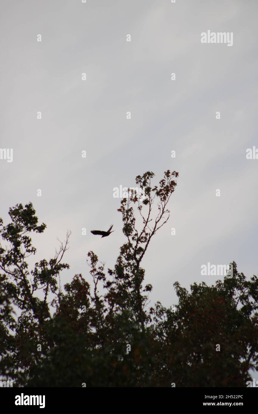 Flying High in PIedmont, Alabama Stock Photo - Alamy