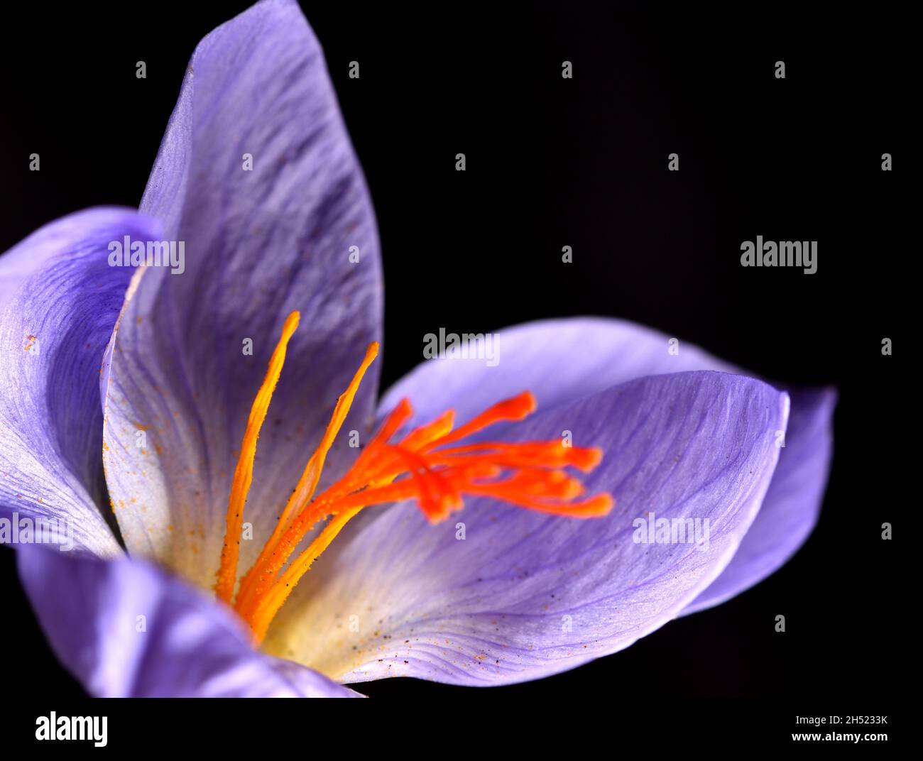 Purple fall blooming Crocus on a black background Stock Photo - Alamy
