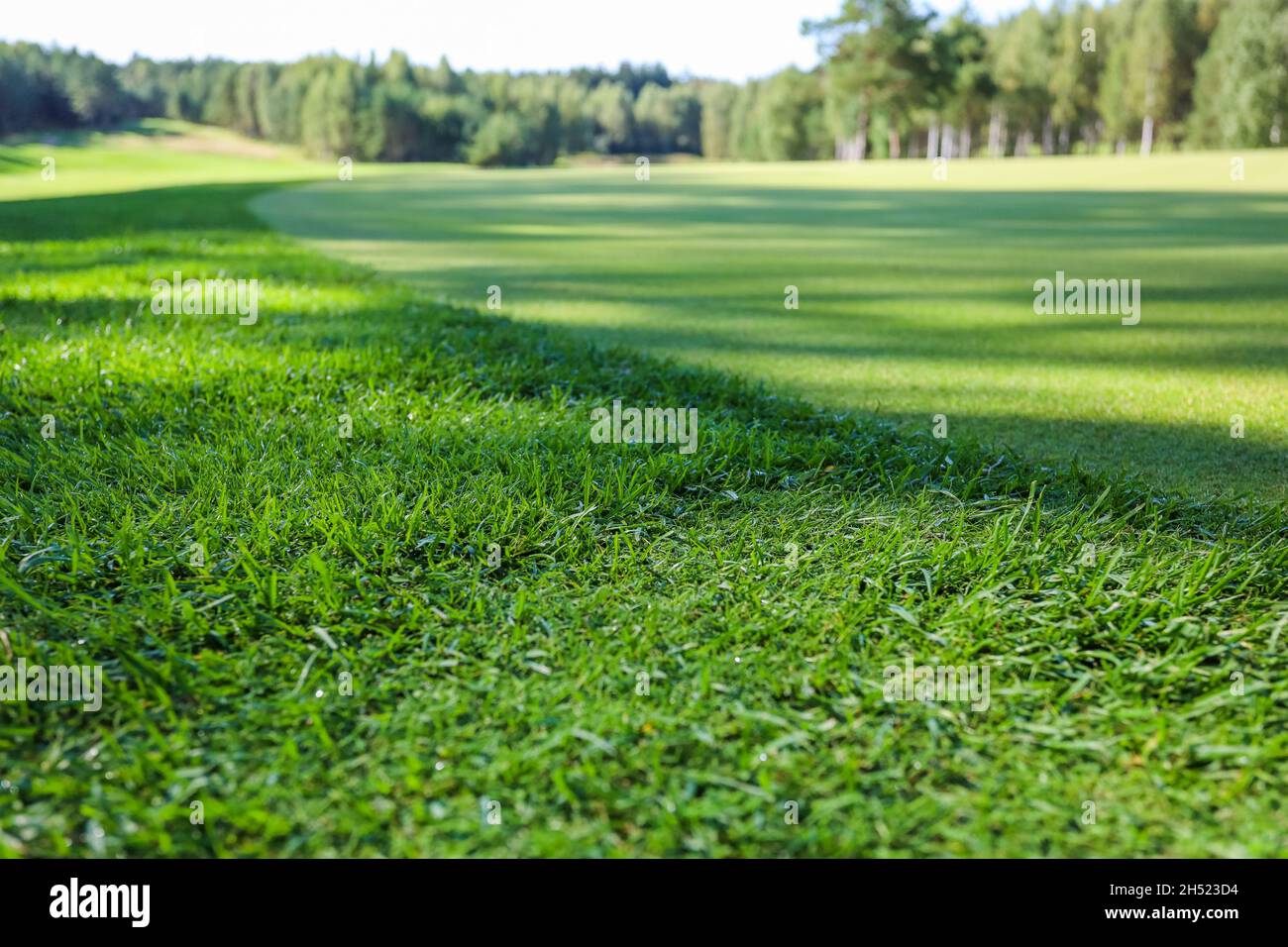 Green grass. Background. Golf course, shadows from trees on the grass ...