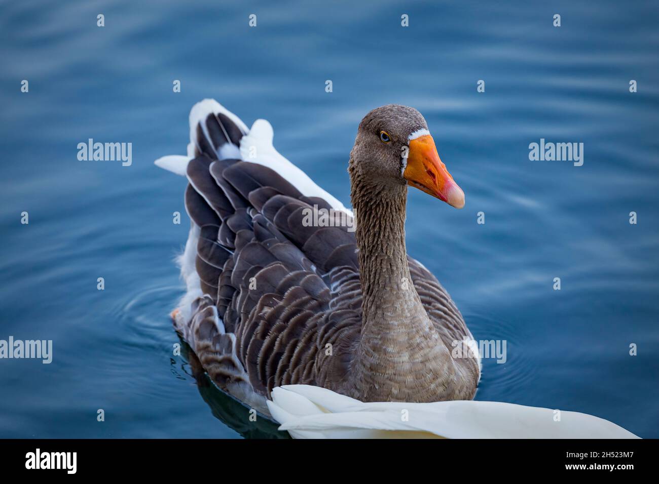 Blue eyed grey goose portrait. Funny domestic waterfowl purebred goose ...