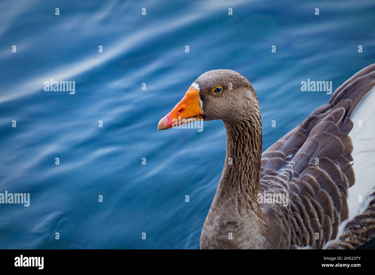 Blue eyed grey goose portrait. Funny domestic waterfowl purebred goose ...