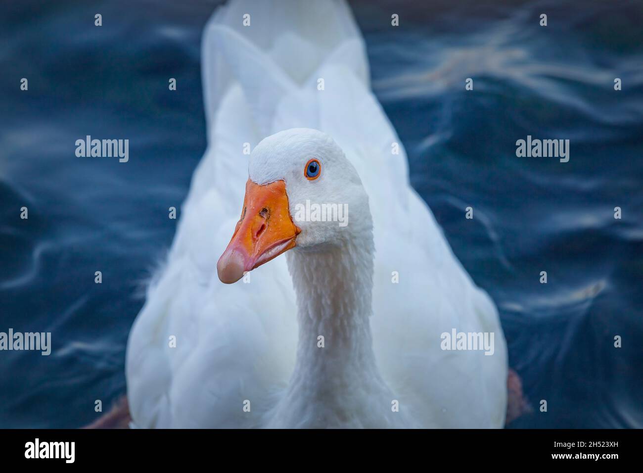 Blue eyed duck hi-res stock photography and images - Alamy