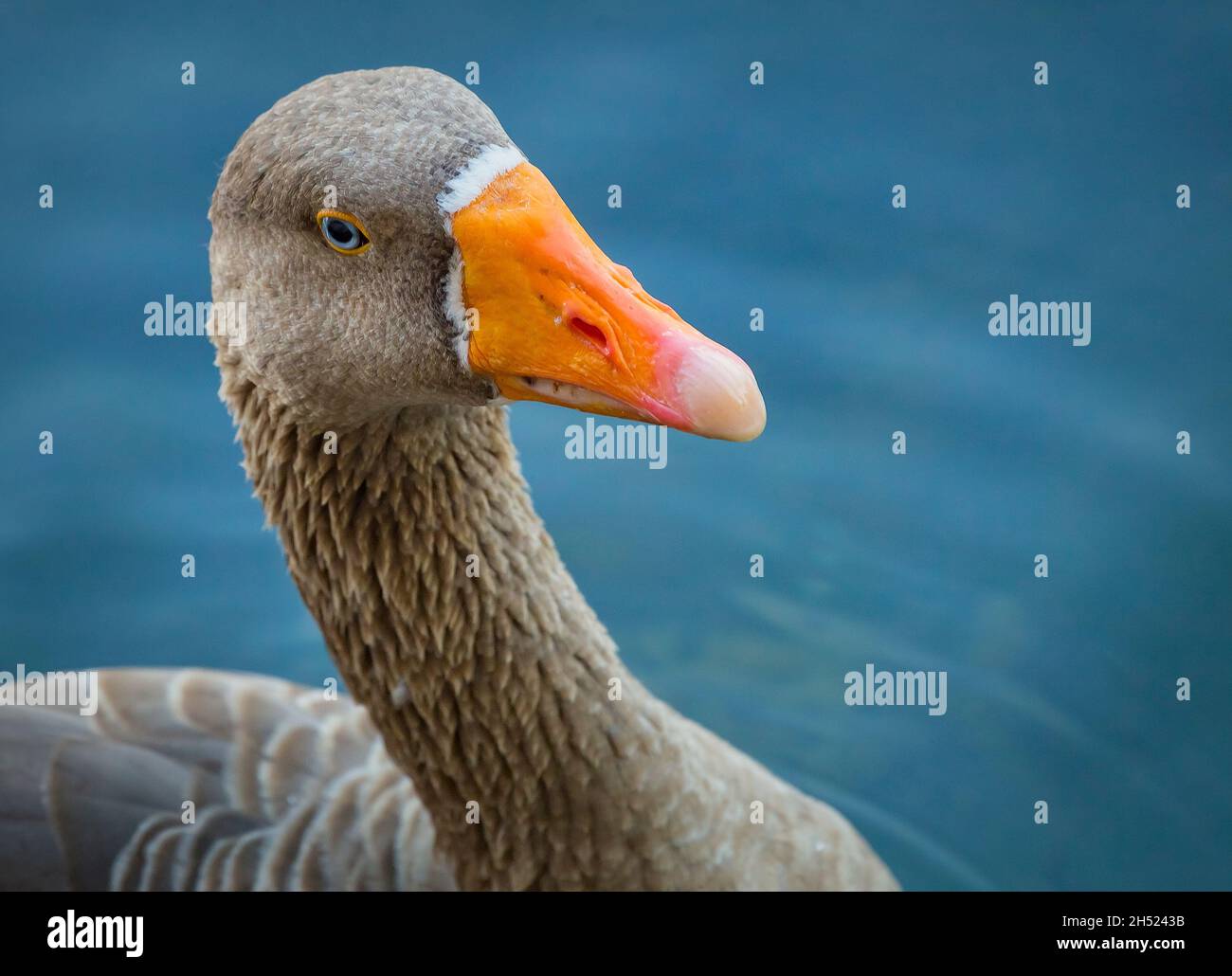 Purebred goose hi-res stock photography and images - Alamy