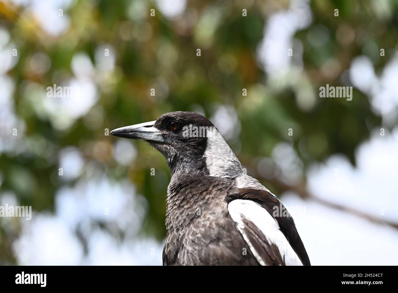 Magpies in the garden hi-res stock photography and images - Alamy