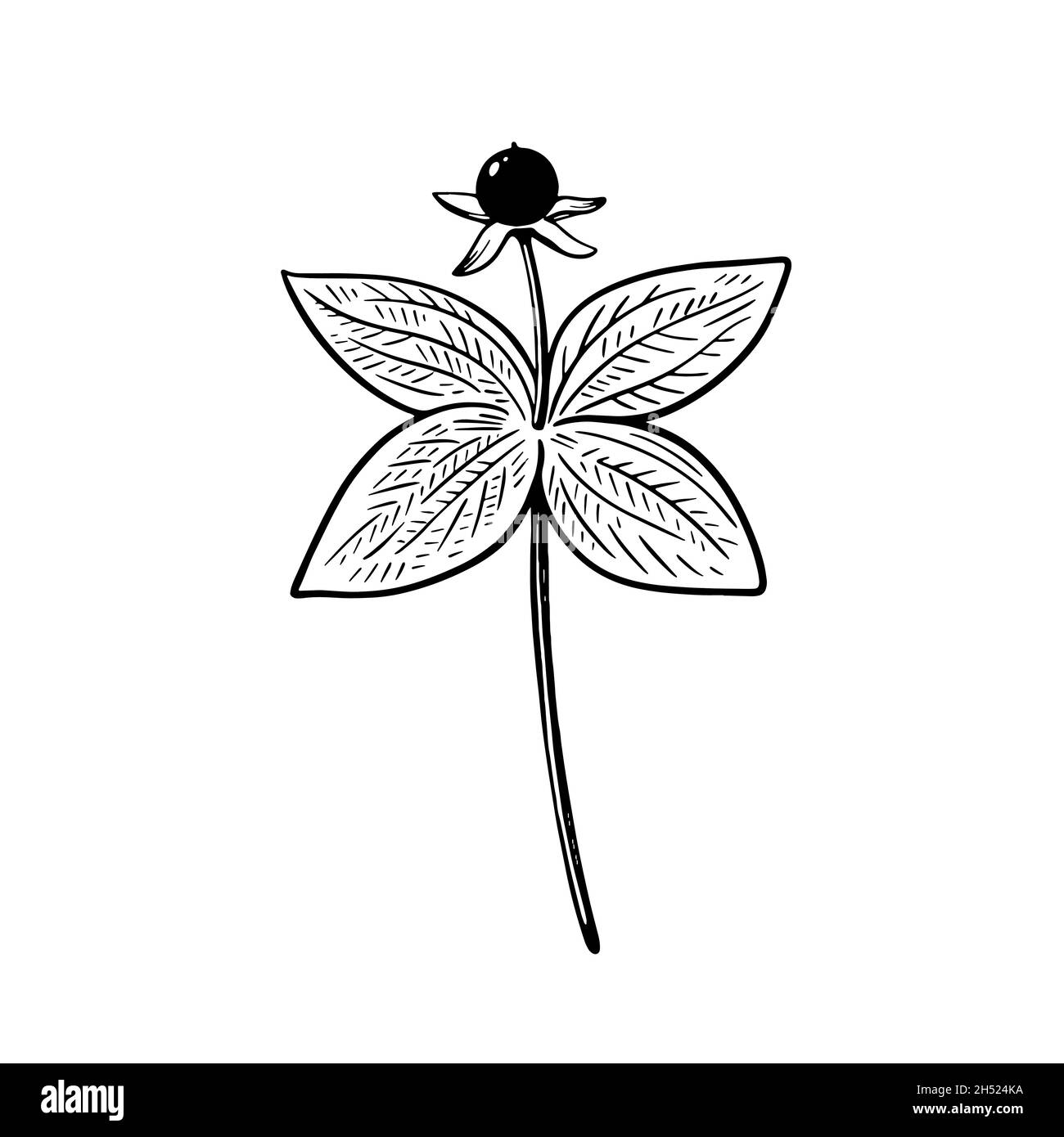 Poisonous plant Ravens eye , Paris quadrifolia, isolated on white ...