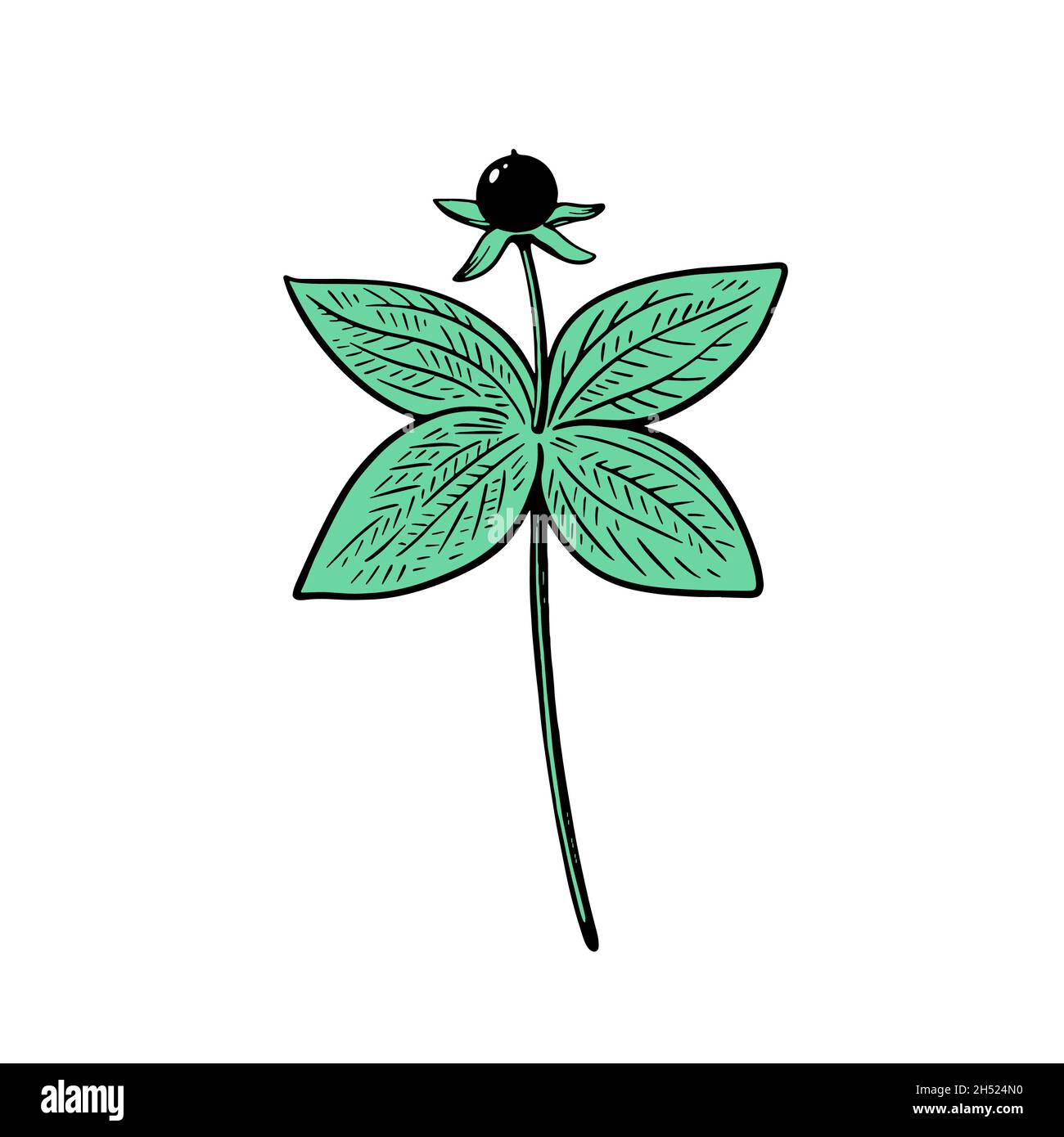 Poisonous plant Ravens eye ,Paris quadrifolia, isolated on white ...