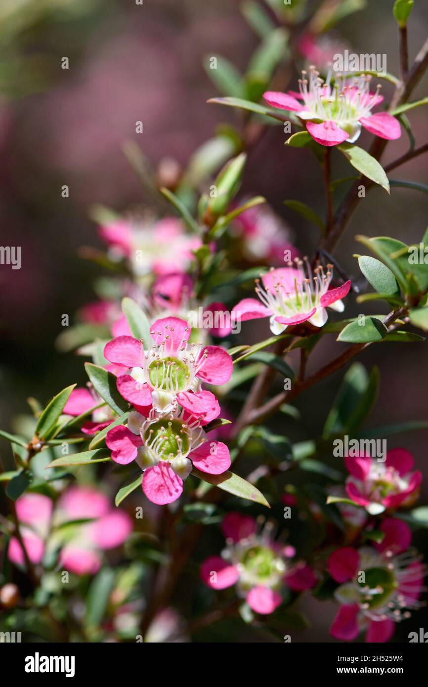 Close up of pink red flowers of the Australian native Leptospermum tea ...