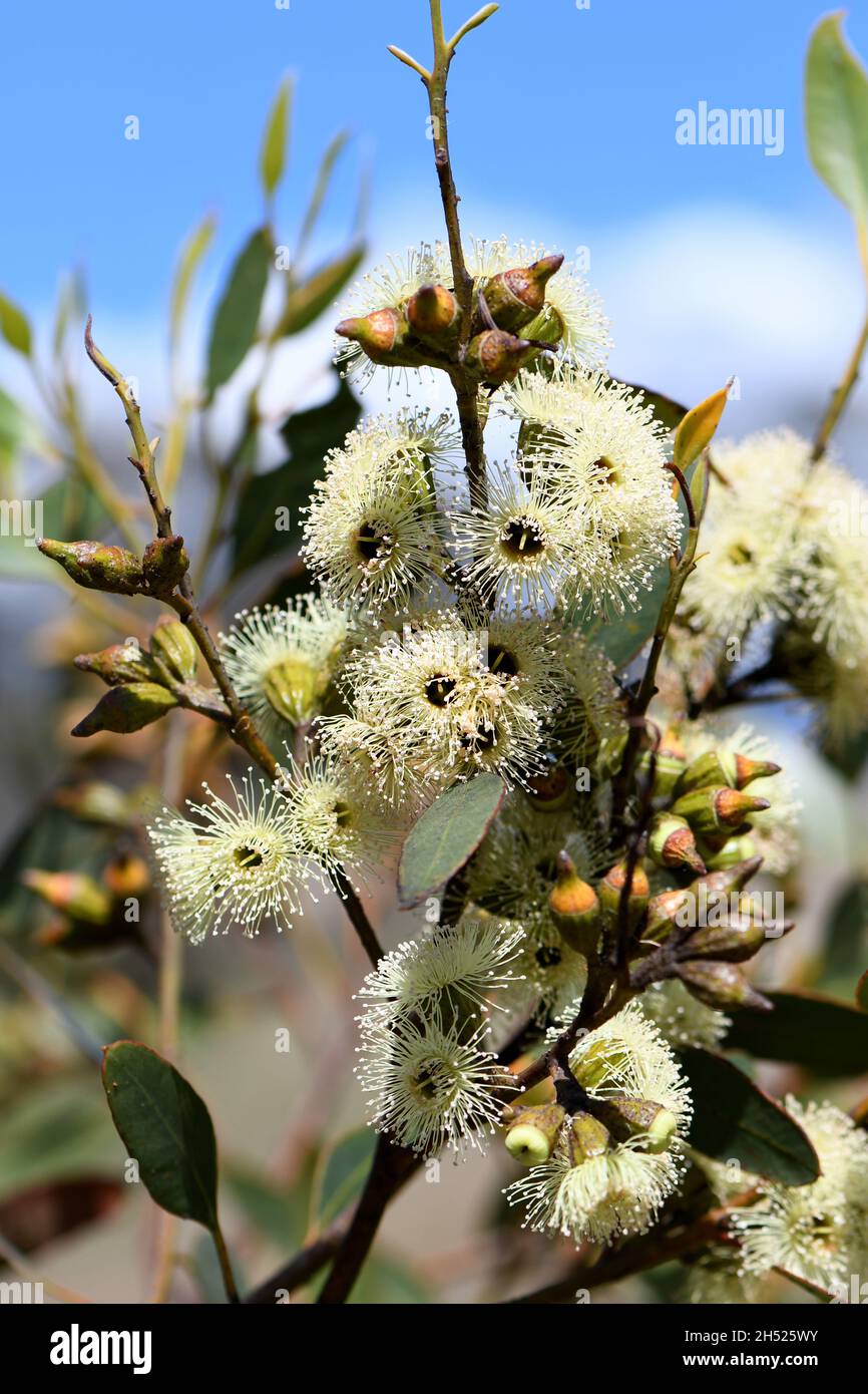 Flowering mallee tree hi-res stock photography and images - Alamy