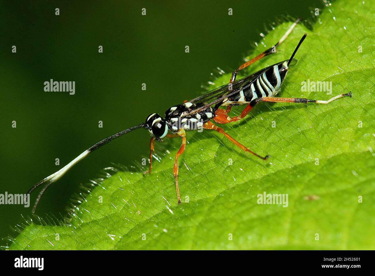 Lemon Tree Borer Parasitoid Wasp (Xanthocryptus novozealandicus Stock ...