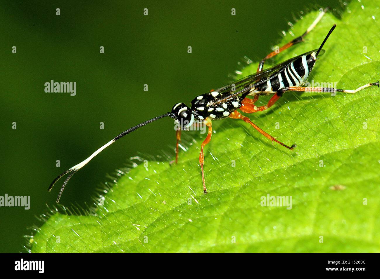 Lemon Tree Borer Parasitoid Wasp (Xanthocryptus novozealandicus Stock ...