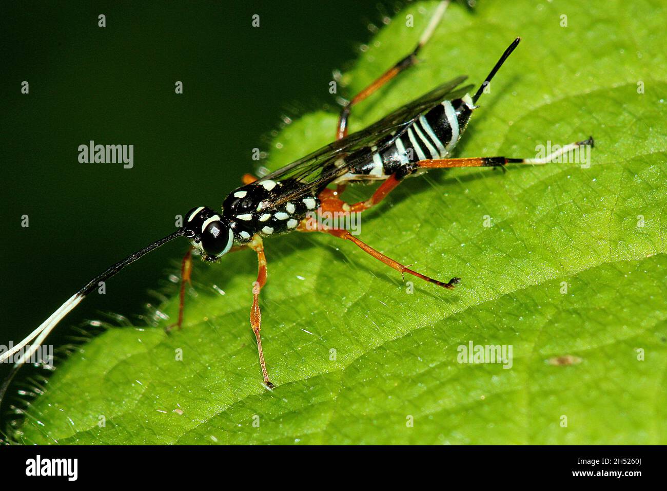 Lemon Tree Borer Parasitoid Wasp (Xanthocryptus novozealandicus Stock ...