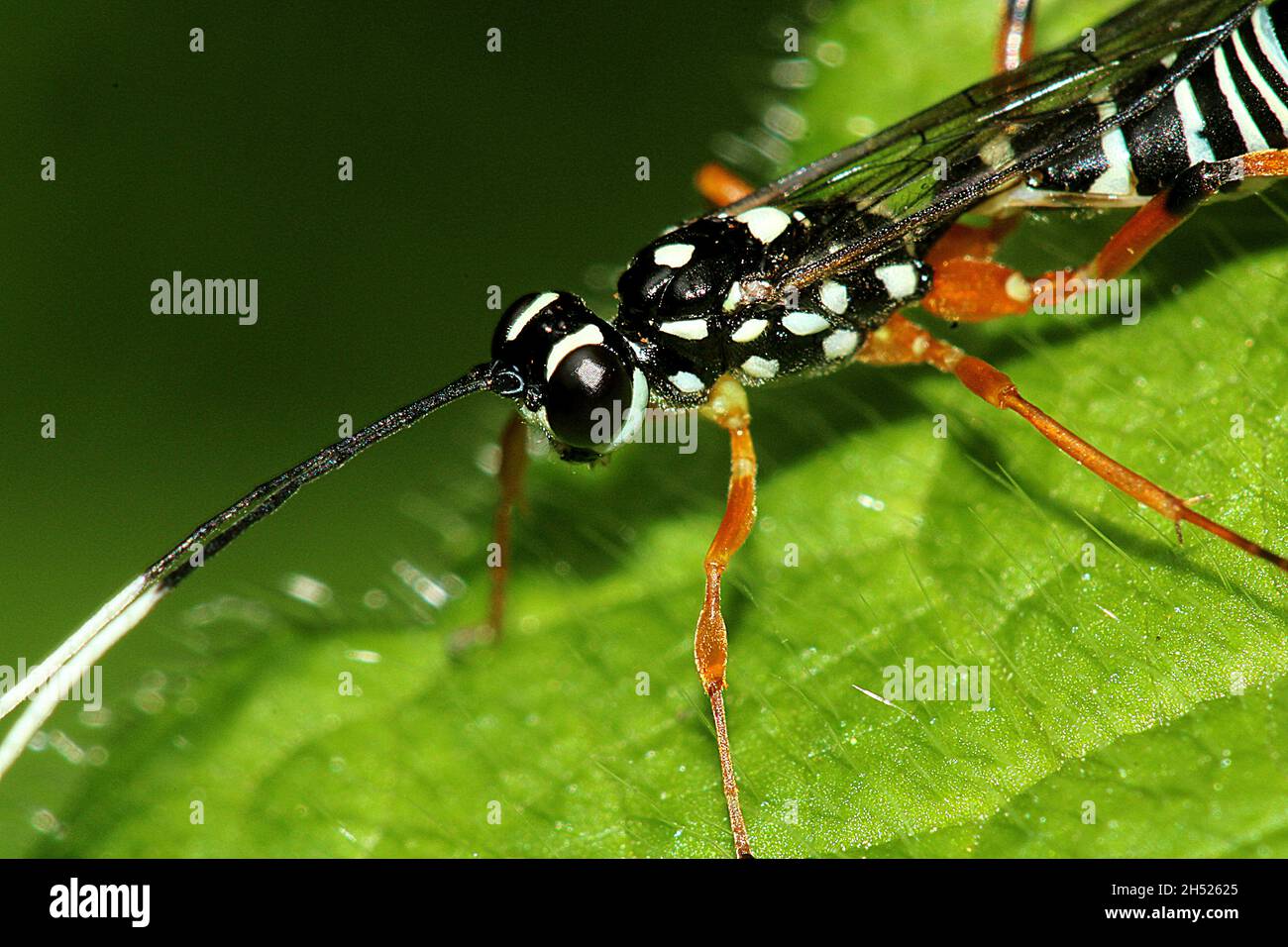 Lemon Tree Borer Parasitoid Wasp (Xanthocryptus novozealandicus Stock ...