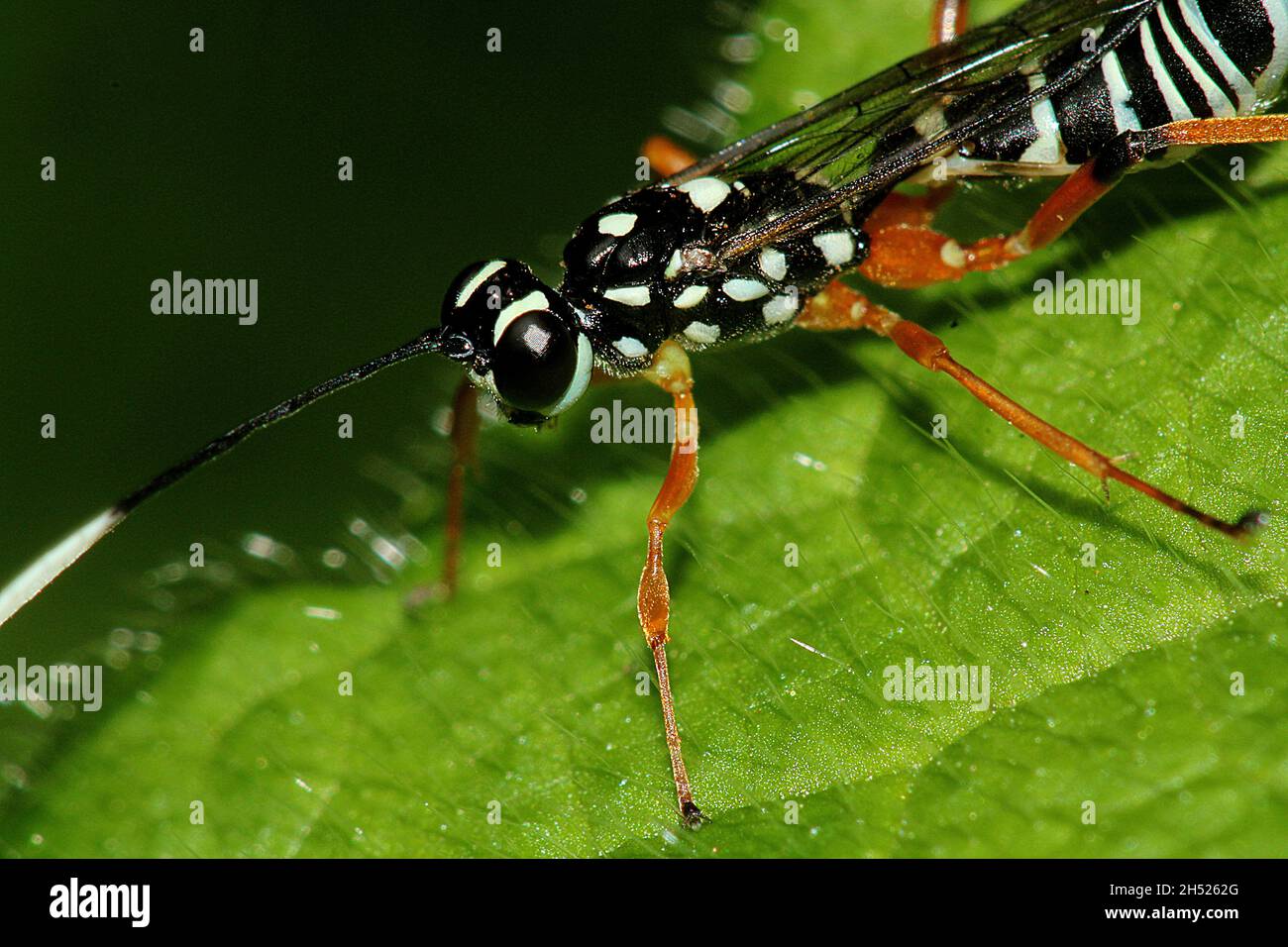 Lemon Tree Borer Parasitoid Wasp (Xanthocryptus novozealandicus Stock ...