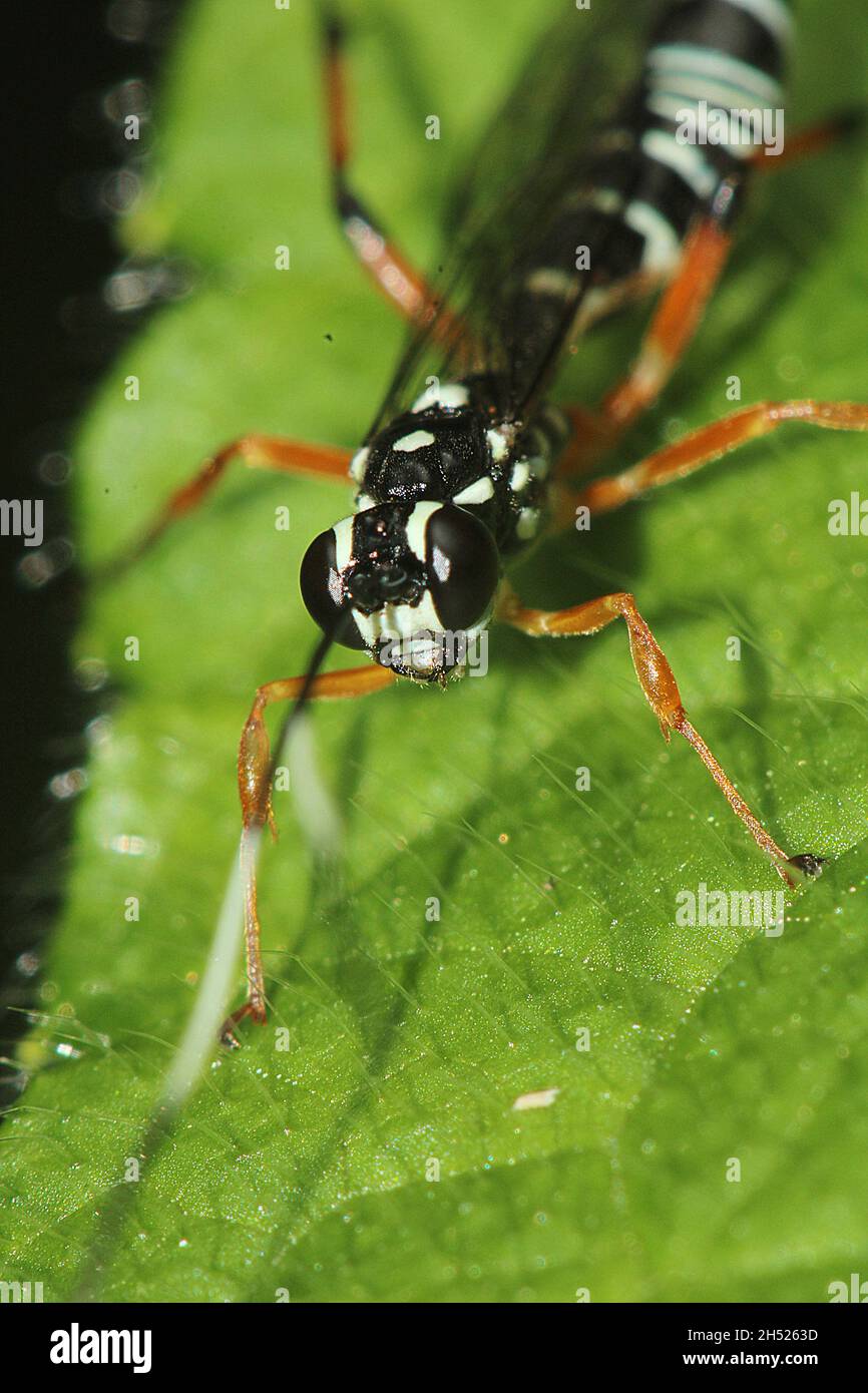 Lemon Tree Borer Parasitoid Wasp (Xanthocryptus novozealandicus Stock ...