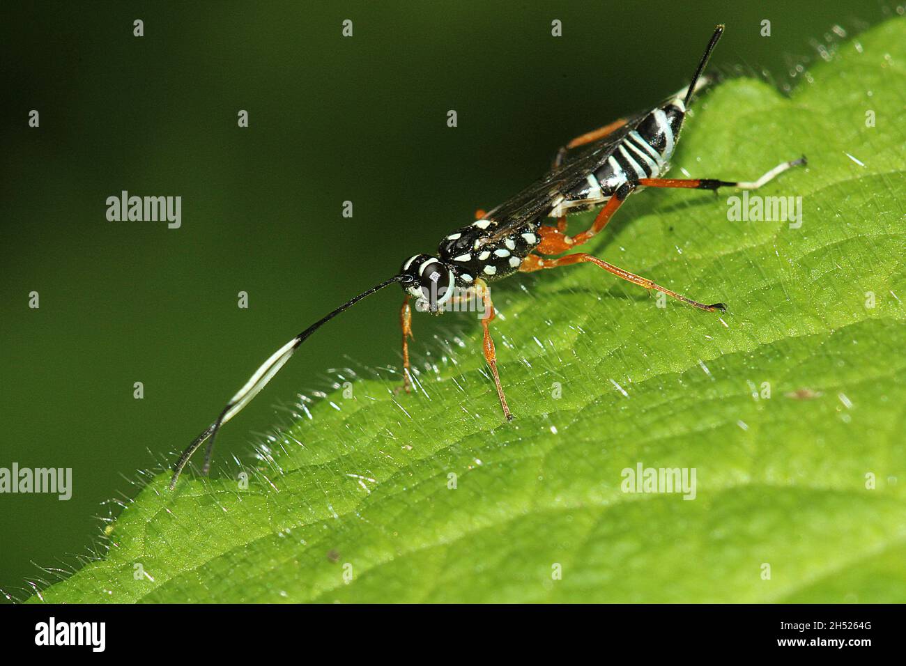 Lemon Tree Borer Parasitoid Wasp (Xanthocryptus novozealandicus Stock ...