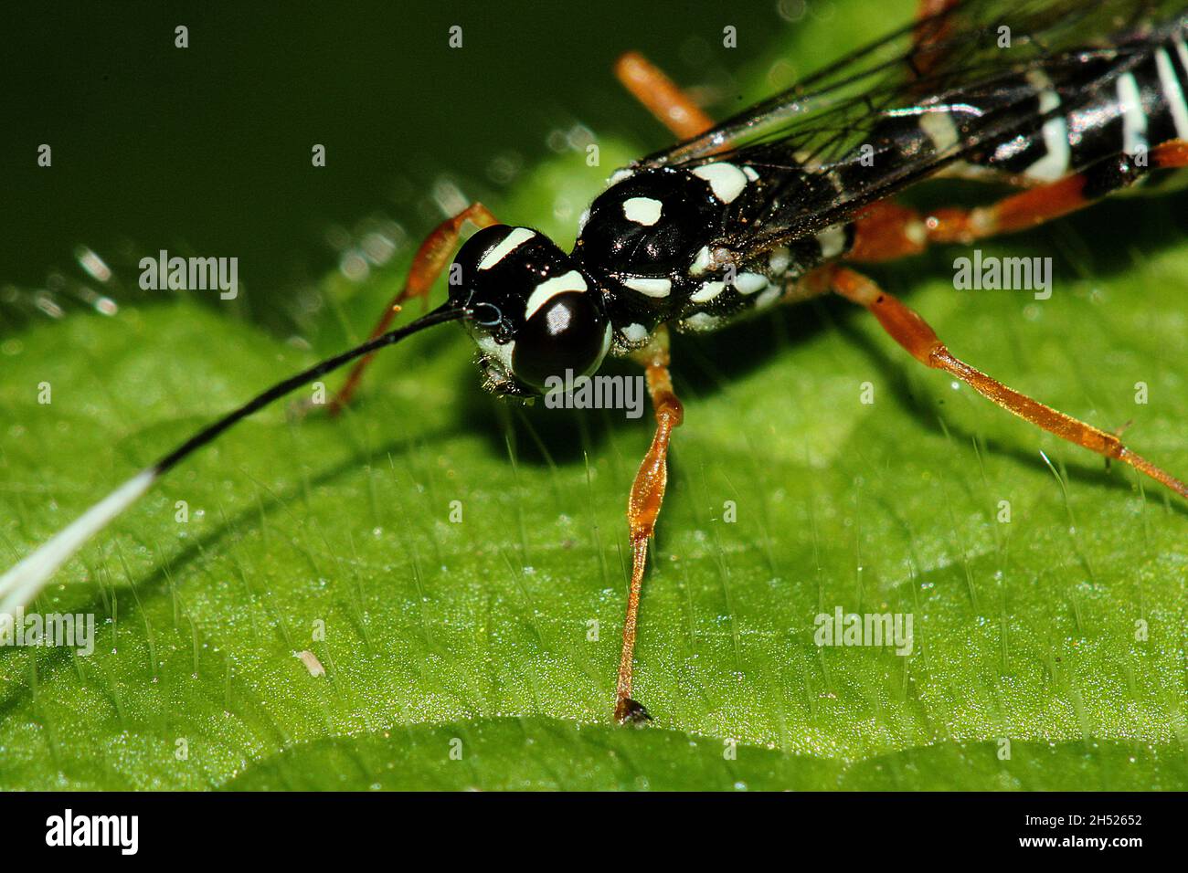 Lemon Tree Borer Parasitoid Wasp (Xanthocryptus novozealandicus Stock ...