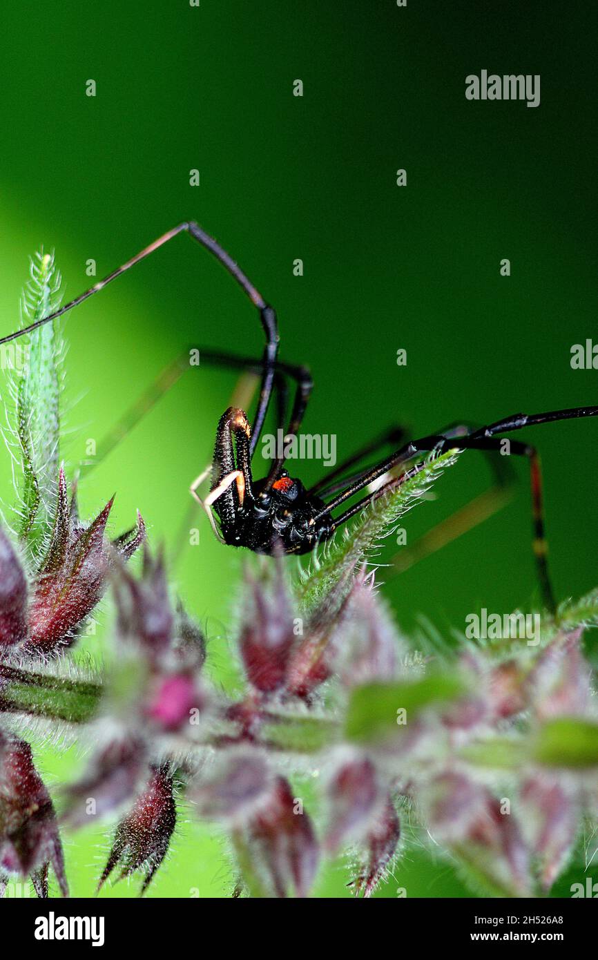 Long legged harvestman hi-res stock photography and images - Alamy