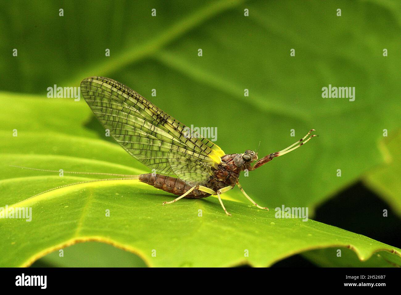 Spinygilled Mayfly (Coloburiscus humeralis Stock Photo - Alamy