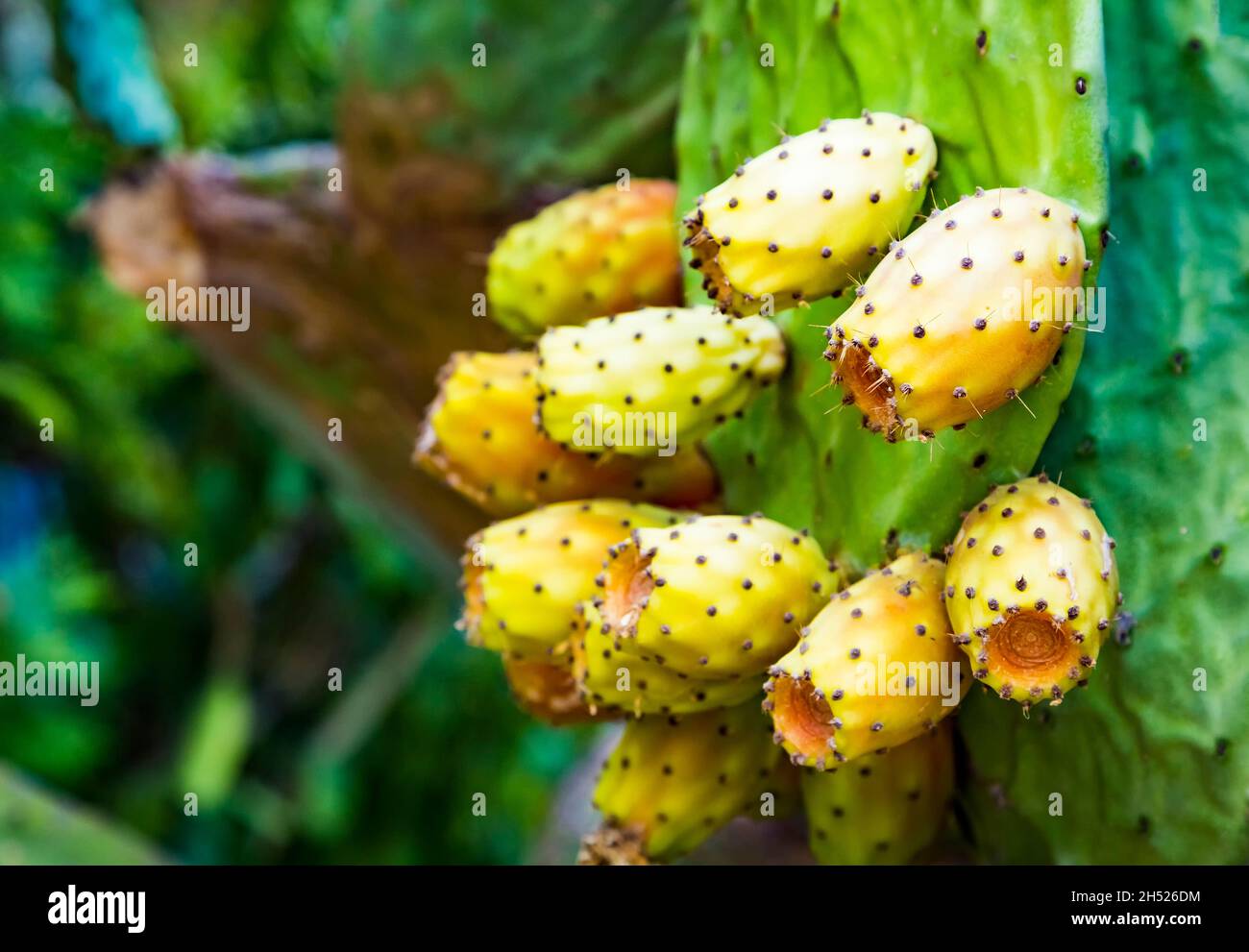 Opuntia ficus-indica or prickly pear, Indian fig opuntia, cactus pear ...