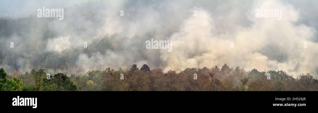 Amazon rain forest fire disaster is burning at a rate scientists have ...