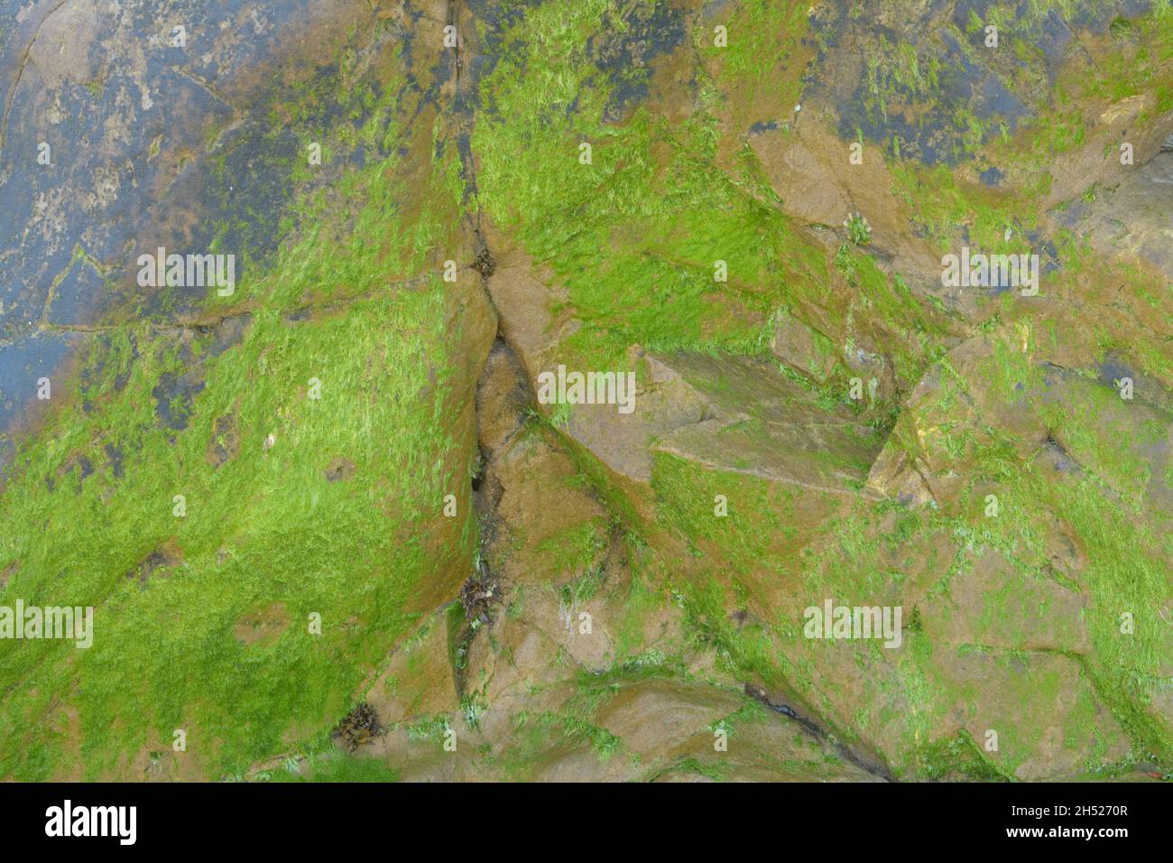 Green algae seaweed growing on hi-res stock photography and images - Alamy