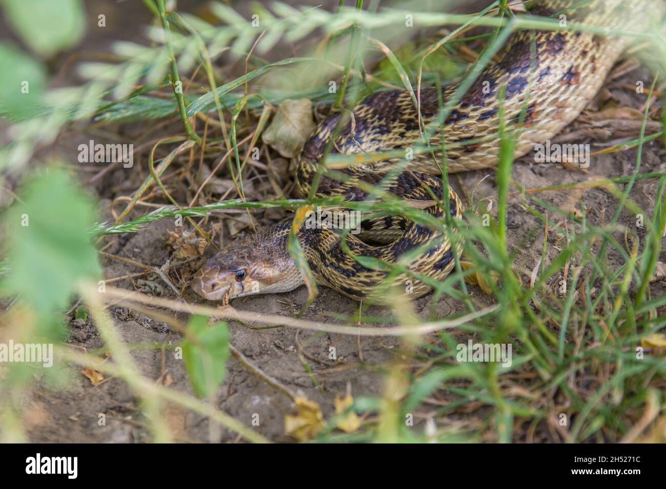Snake curled up hi-res stock photography and images - Alamy